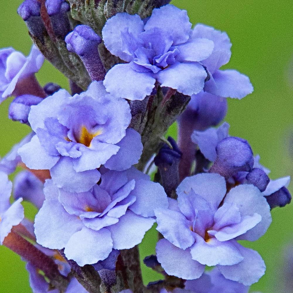 DIRECT GARDENING Blue Ribbon Butterfly Bush Buddleia Flowering Starter ...