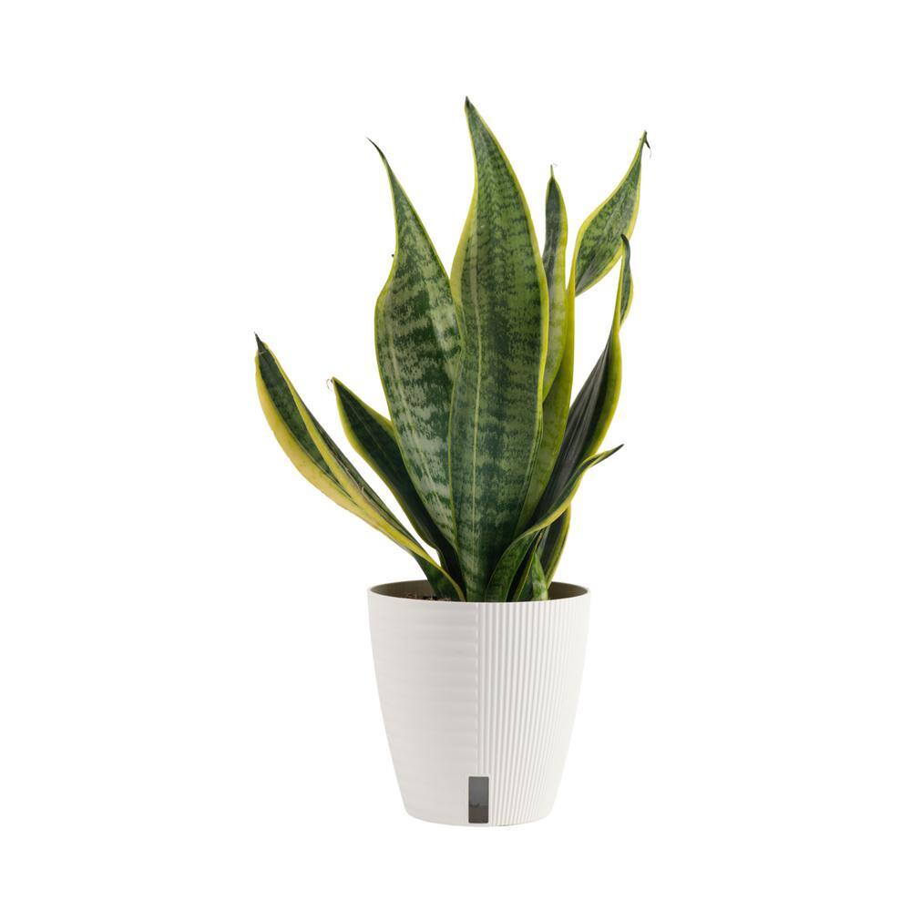 Have a question about Costa Farms Grower's Choice Sansevieria Indoor ...