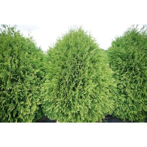 PROVEN WINNERS 1 Gal. Fluffy Western Arborvitae (Thuja) Live Evergreen ...