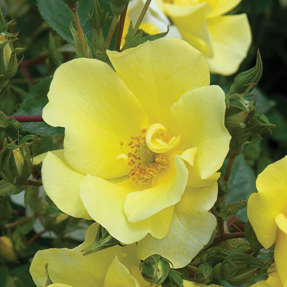 national PLANT NETWORK Bare Root Limoncello Rose with Yellow Flowers (2 ...