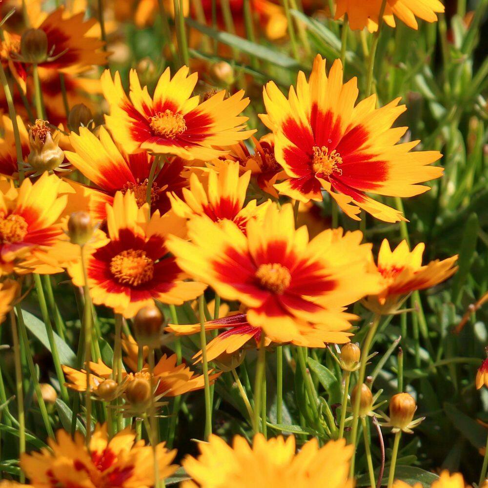national PLANT NETWORK 3.25 in. Coreopsis UpTick Gold and Bronze ...