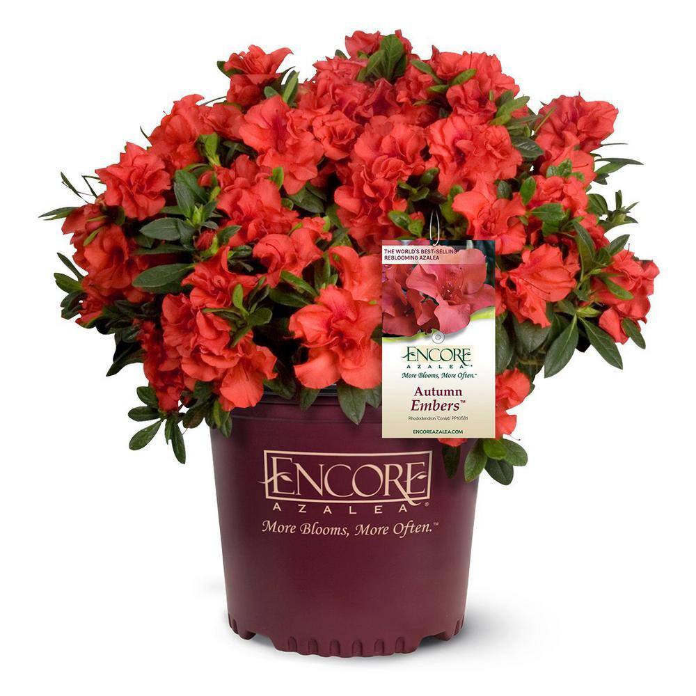 ENCORE AZALEA 2 Gal. Autumn Embers Shrub With Semi Double Red-Orange ...
