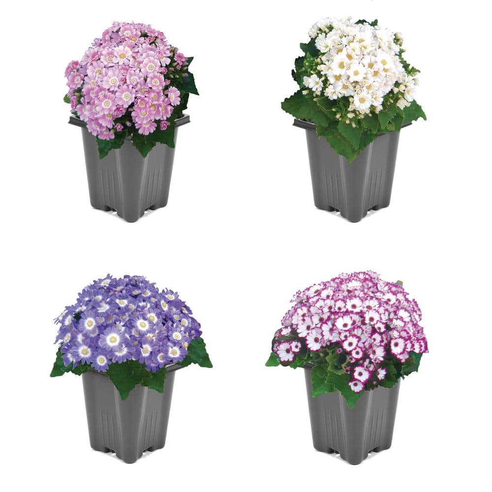 Cineraria Mix Annual Plant Assorted Colors 1.0 PT - (4-Pack) 1856 - The ...