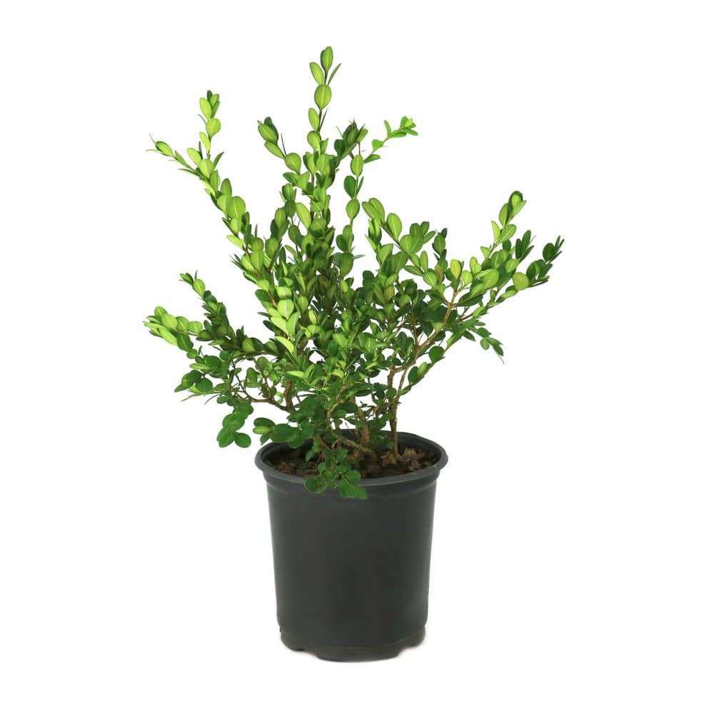national PLANT NETWORK 1 Gal. Boxwood Weeping Shrub HD2755 - The Home Depot