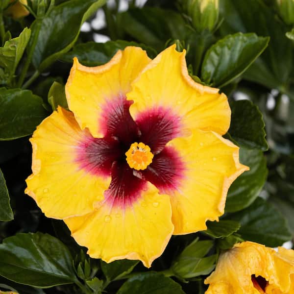 Proven Winners 1 Gal. Hollywood Hibiscus Hot Shot Tropical Hibiscus ...