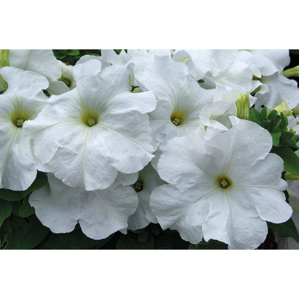 BELL NURSERY 4 in. Petunia Limbo GP white Live Annual Plant (6-Pack ...