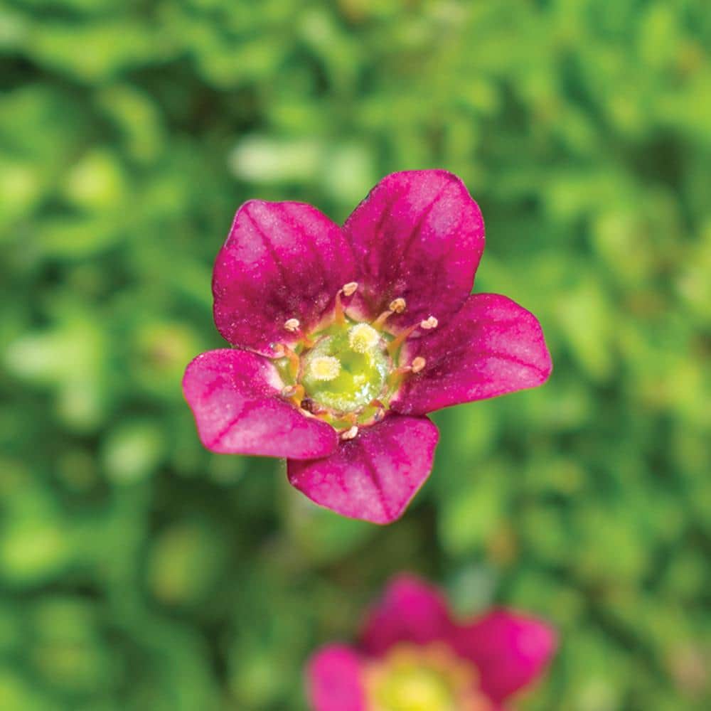 METROLINA GREENHOUSES 1 Qt. Alpino Early Rose Saxifrage Plant #5 86344 ...