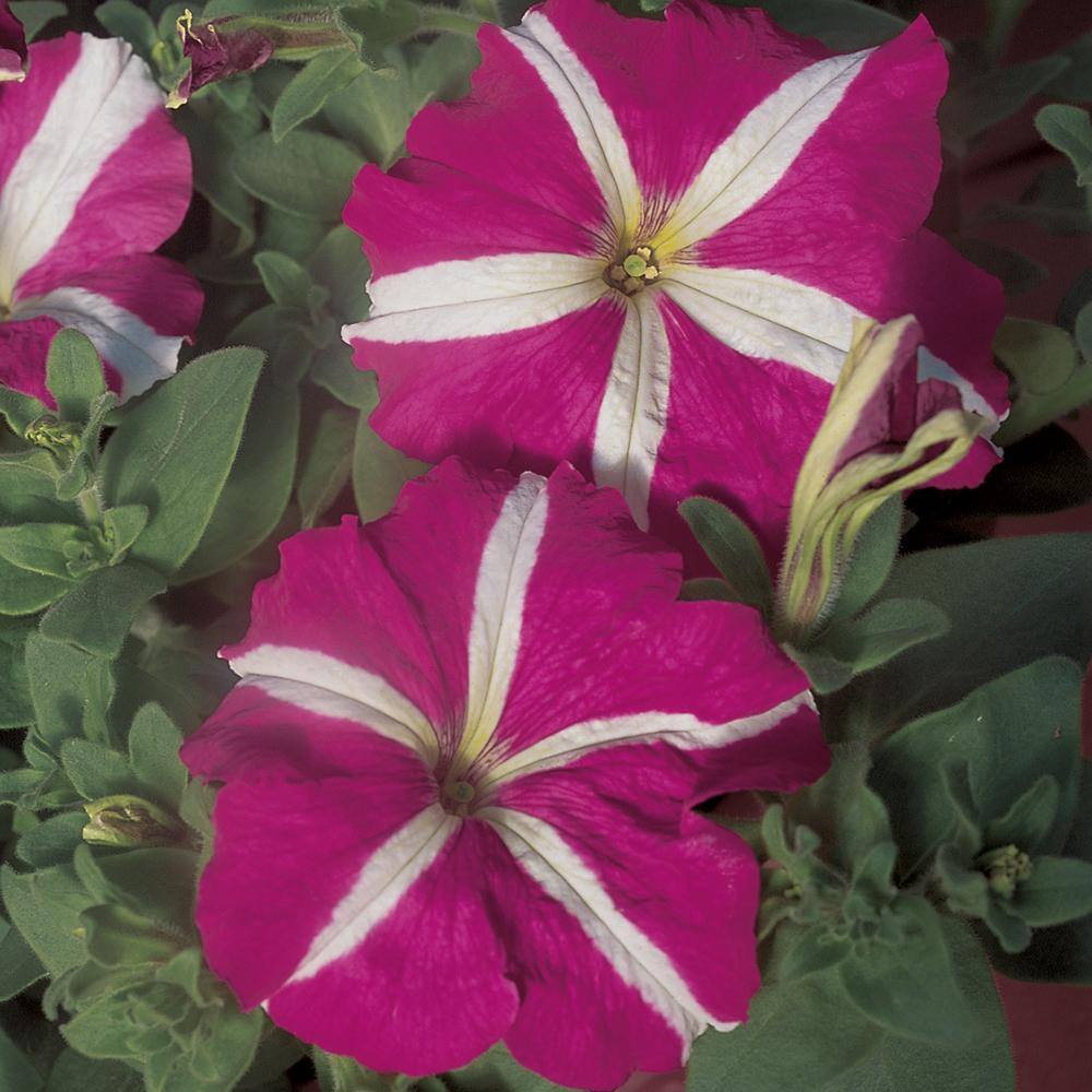 ALTMAN PLANTS 1 Gal. Amore Heart Pink Petunia Plant 1005204343 - The ...