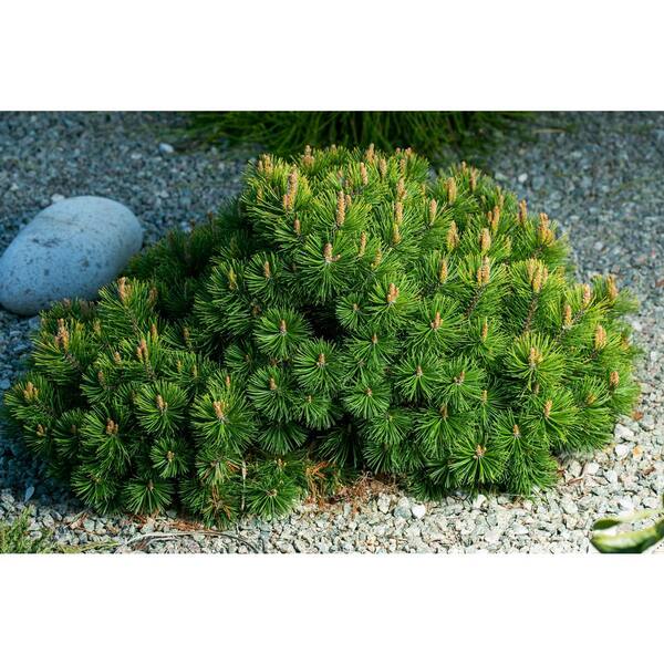 DIRECT GARDENING 3 Gal. Pot, Dwarf Golden Japanese Spreading Yew Taxus ...