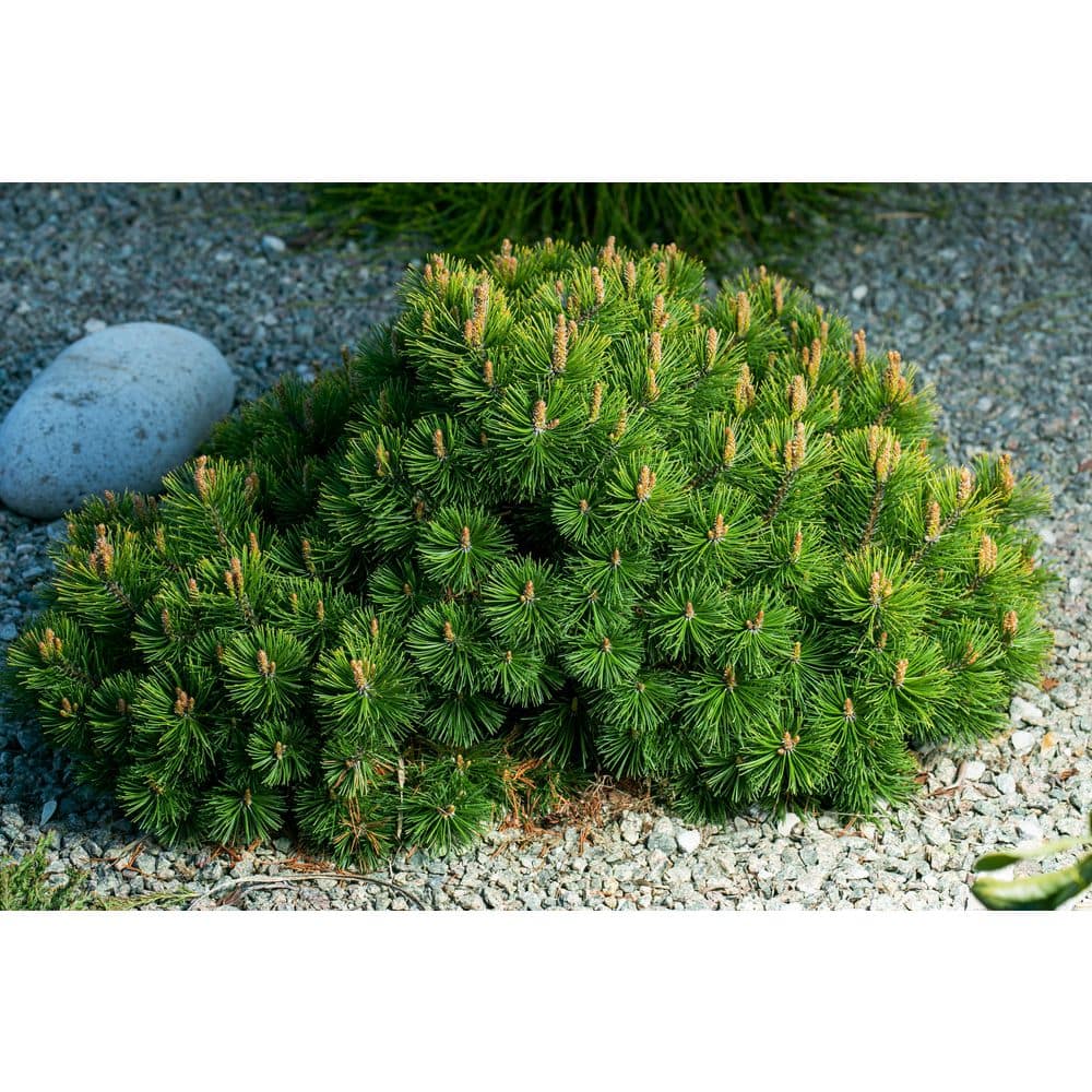 Online Orchards 5 gal. Dwarf Mountain Pine Shrub-Incredibly Hardy and ...