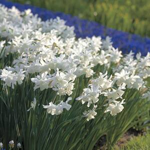 Reviews for Breck's Summer Cheer Daffodil Bulbs 5-Pack | Pg 1 - The ...