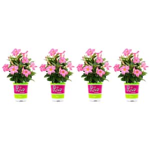 Rio 2 Qt. Dipladenia Flowering Annual Shrub with Red Flowers 272451 ...