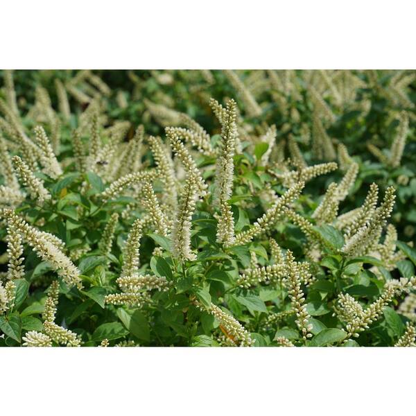 PROVEN WINNERS 1 Gal. Fizzy Mizzy Sweetspire (Itea) Live Plant, Shrub ...