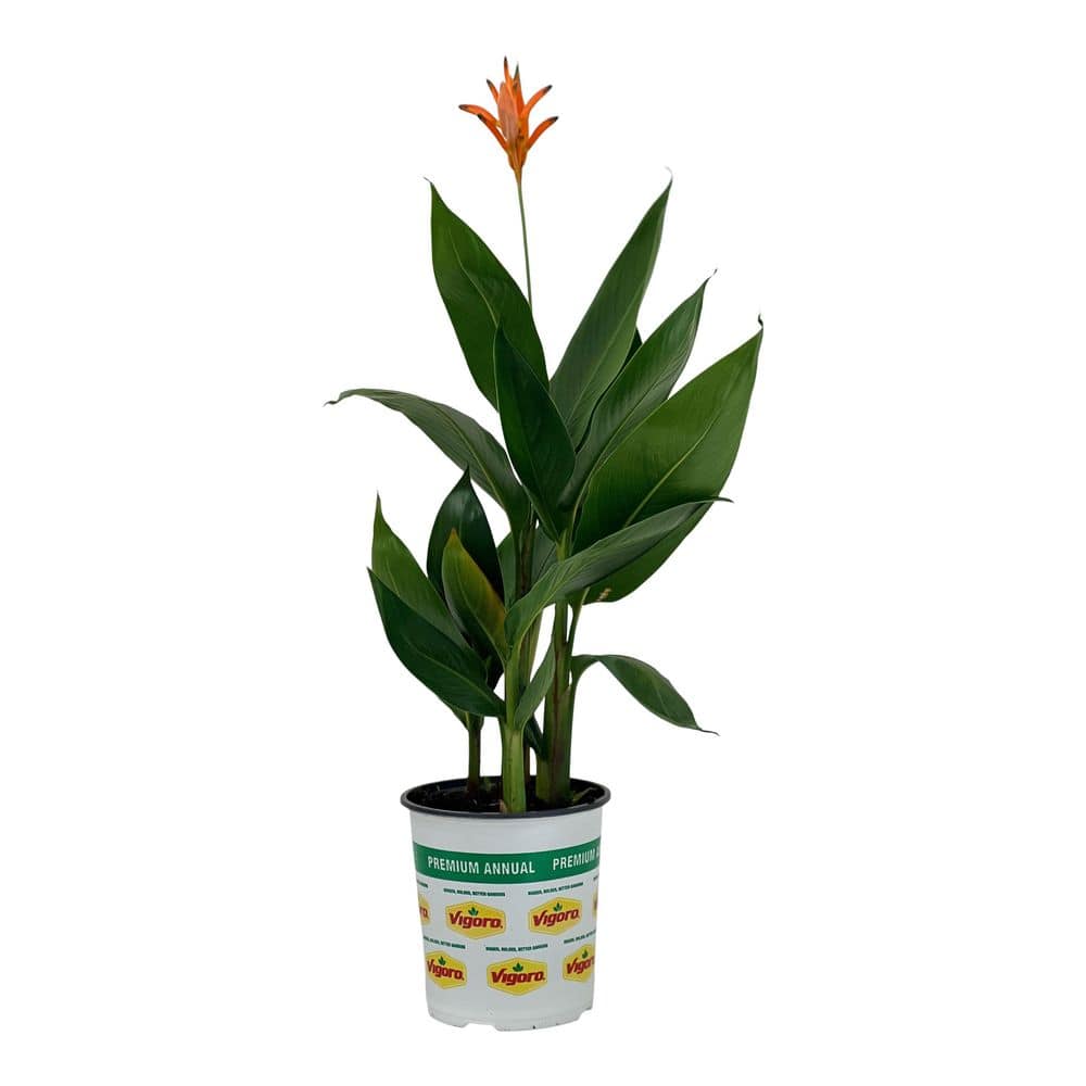 Vigoro 2.5 Qt. Orange Heliconia Plant Flower in Grower's Pot ...