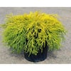Online Orchards 1 Gal. Gold Mop Threadbranch Cypress Shrub with ...