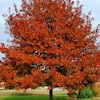 7 Gal. Shumard Oak Shade Tree OAKSHU07G - The Home Depot