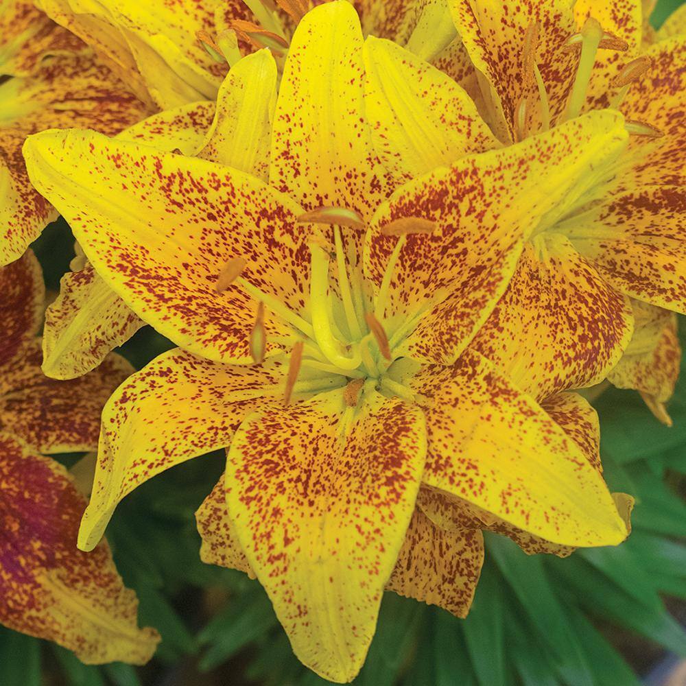 Vigoro 2 QT Lily 'Tiny Nugget' Perennial Plant 1005117315 - The Home Depot