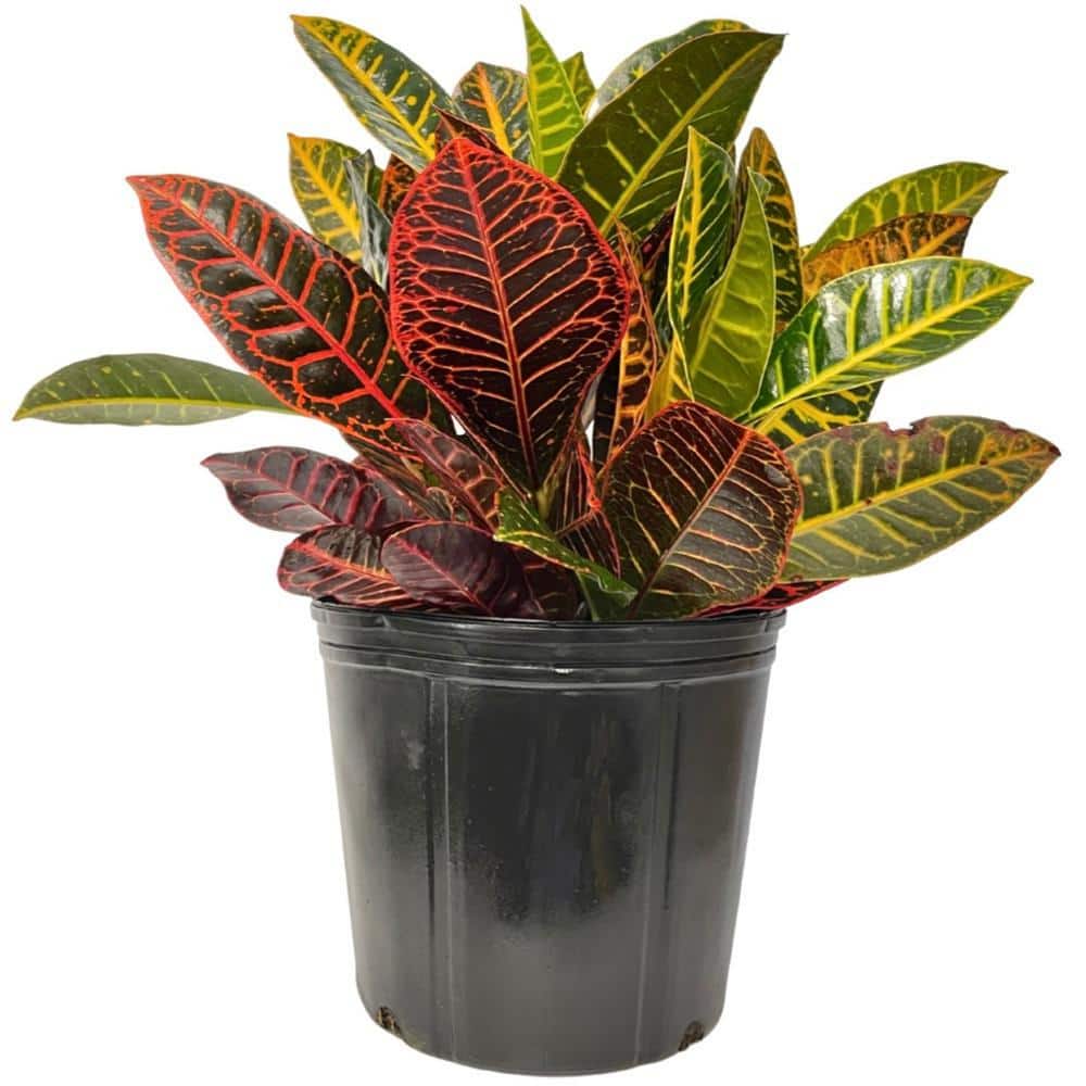 2 Gal. Live Croton Petra Codiaeum Veriegatum Plant in Grower Pot ...