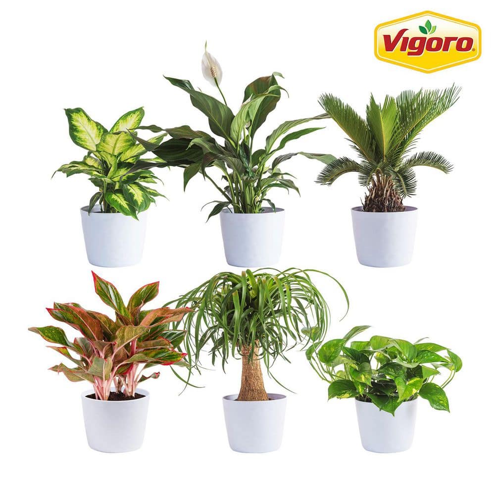 Vigoro 6 in. Peace Lily,Pothos,Sago Palm,Dieffenbachia,Siam and ...
