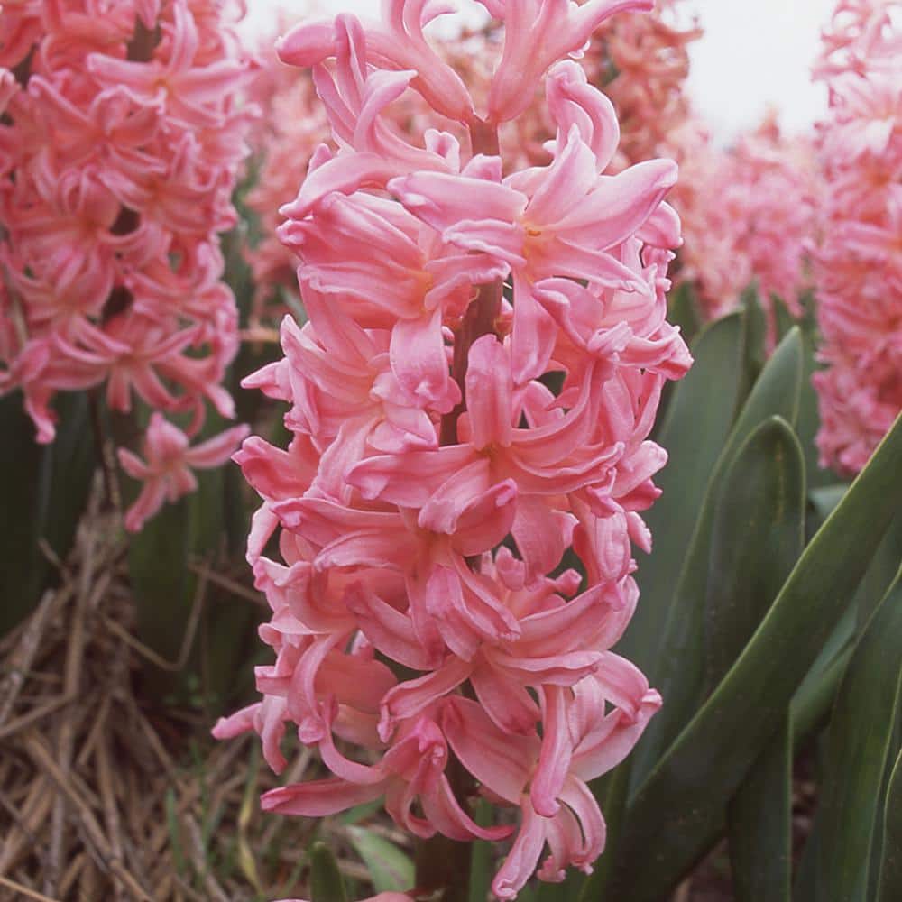 ALTMAN PLANTS 1.71-Pint Pink Hyacinth Bulb 10126 - The Home Depot