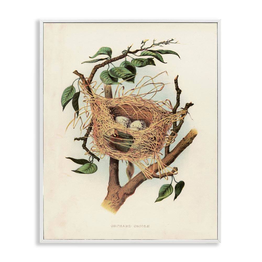 Stupell Industries Eggs in Birdnest Study by Tina Higgins Designs, Inc ...