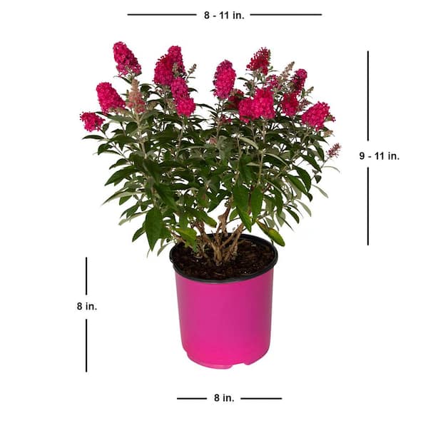 BUTTERFLY CANDY 1.5 Gal. Lil' Raspberry Butterfly Bush (Buddleia) Live ...
