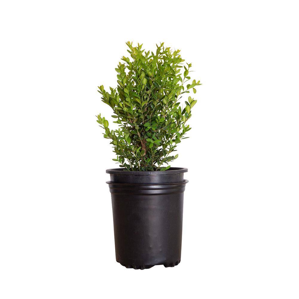 FLOWERWOOD 2.5 qt. Green Velvet Boxwood Shrub (Buxus) with Cold-Hardy ...