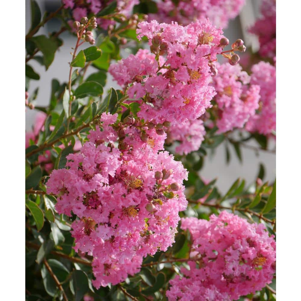 BLOOMABLES 3 Gal. Bloomables Bellini Guava Crape Myrtle Shrub with ...