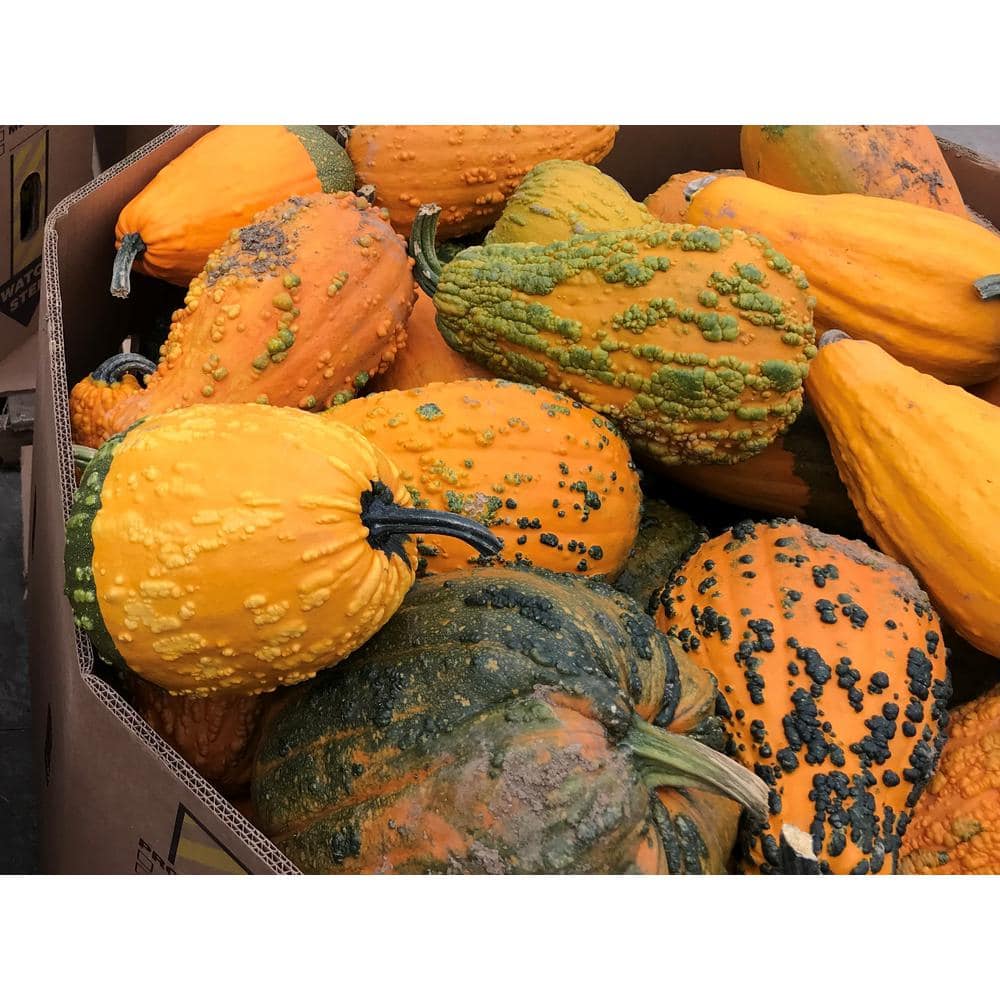 X-Large Specialty Gourd/Pumpkin 768986600590 - The Home Depot