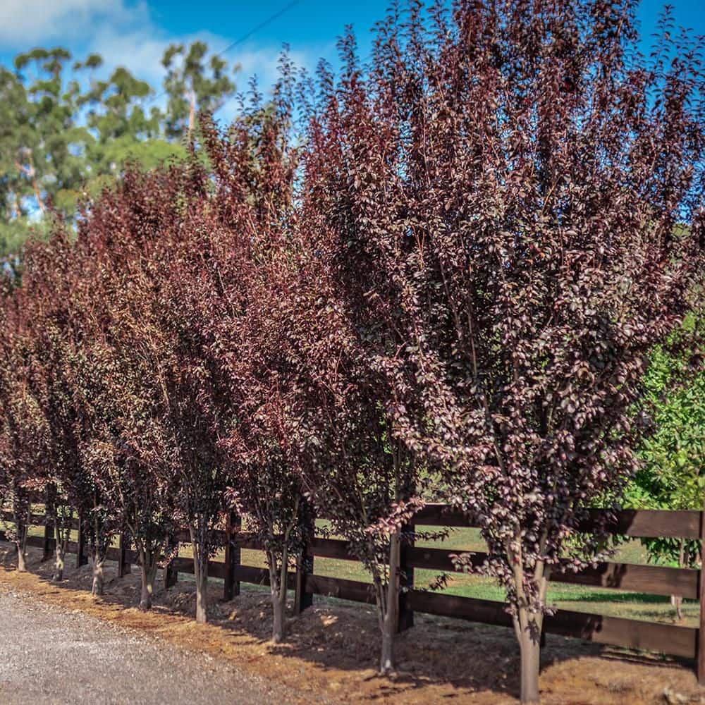 7 gal. Crimson Pointe Plum Ornamental Tree PLUCRI07G - The Home Depot