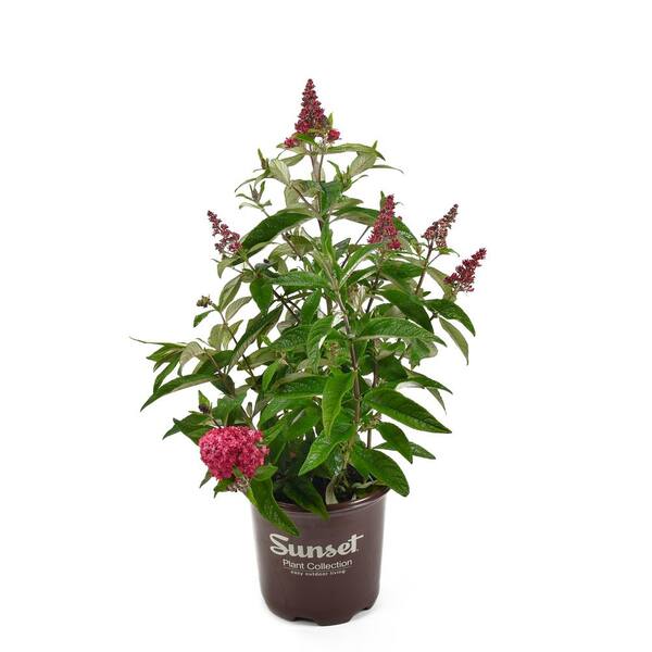 EVERDE GROWERS 8 in. Butterfly Bush Candy Lil Raspberry BUDBUF1208IN ...