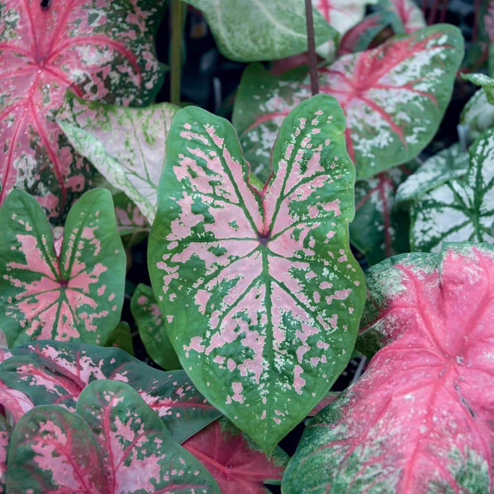 Vigoro 1.71-Pint Strap Leaf Pink Caladium Plant 6253 - The Home Depot