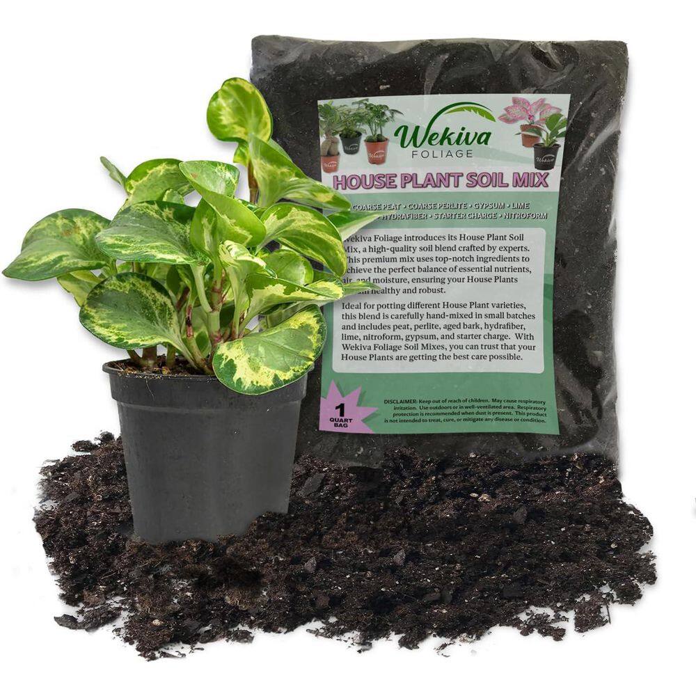 Wekiva Foliage Peperomia Golden Gate and Soil Mix Combo-Live Plant in a ...