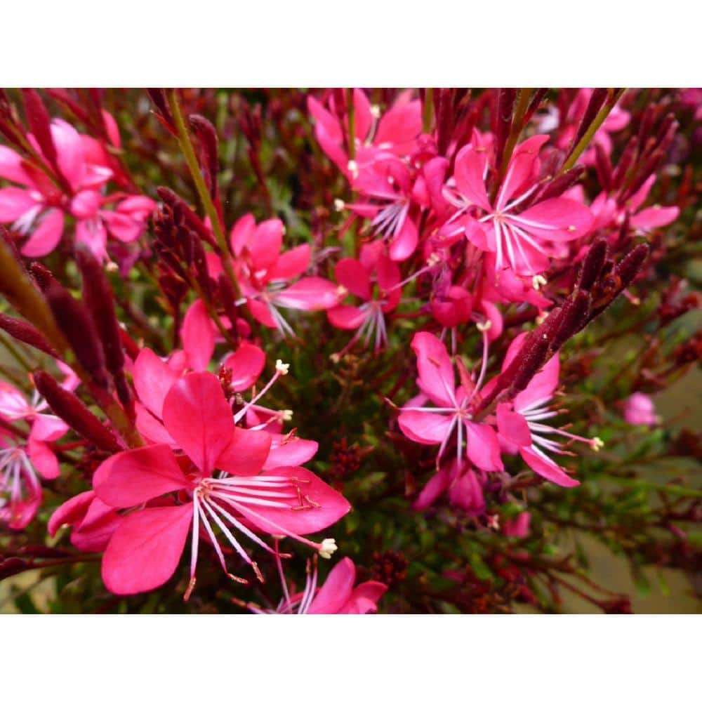 2 gal. Gaura Plant in Color Pot 1005374470 - The Home Depot