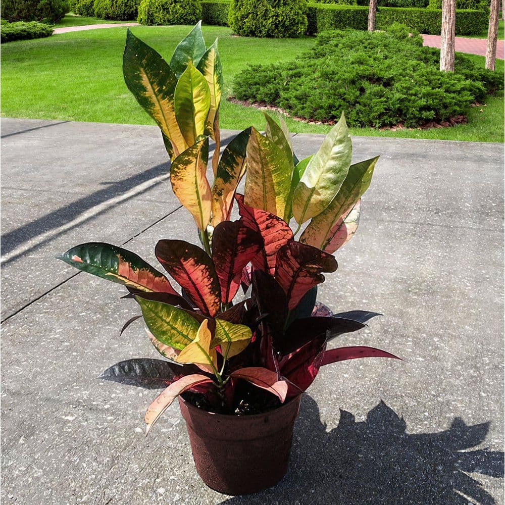 national PLANT NETWORK 4 in. Croton Red Iceton Plant in Grower ...