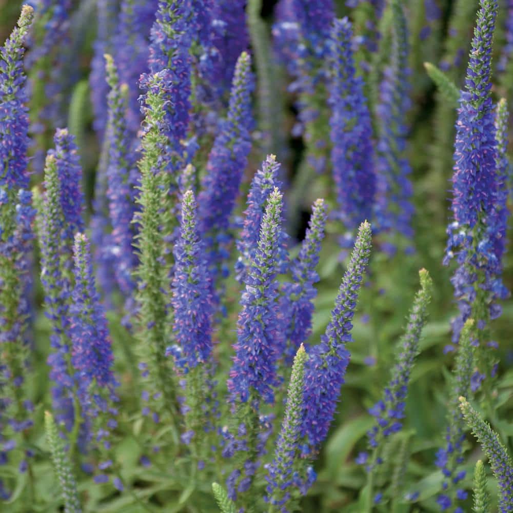 1 Gal. Veronica Sky Walker Blue Speedwell Plant 1004561748 - The Home Depot