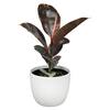 ALTMAN PLANTS Ruby Red Rubber Tree (Ficus Elastica) Live House Plant in ...