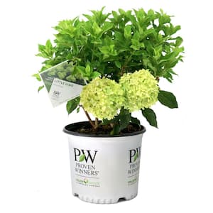 national PLANT NETWORK 3 gal. Hydrangea Show Stopper Live Shrub HD2972 ...