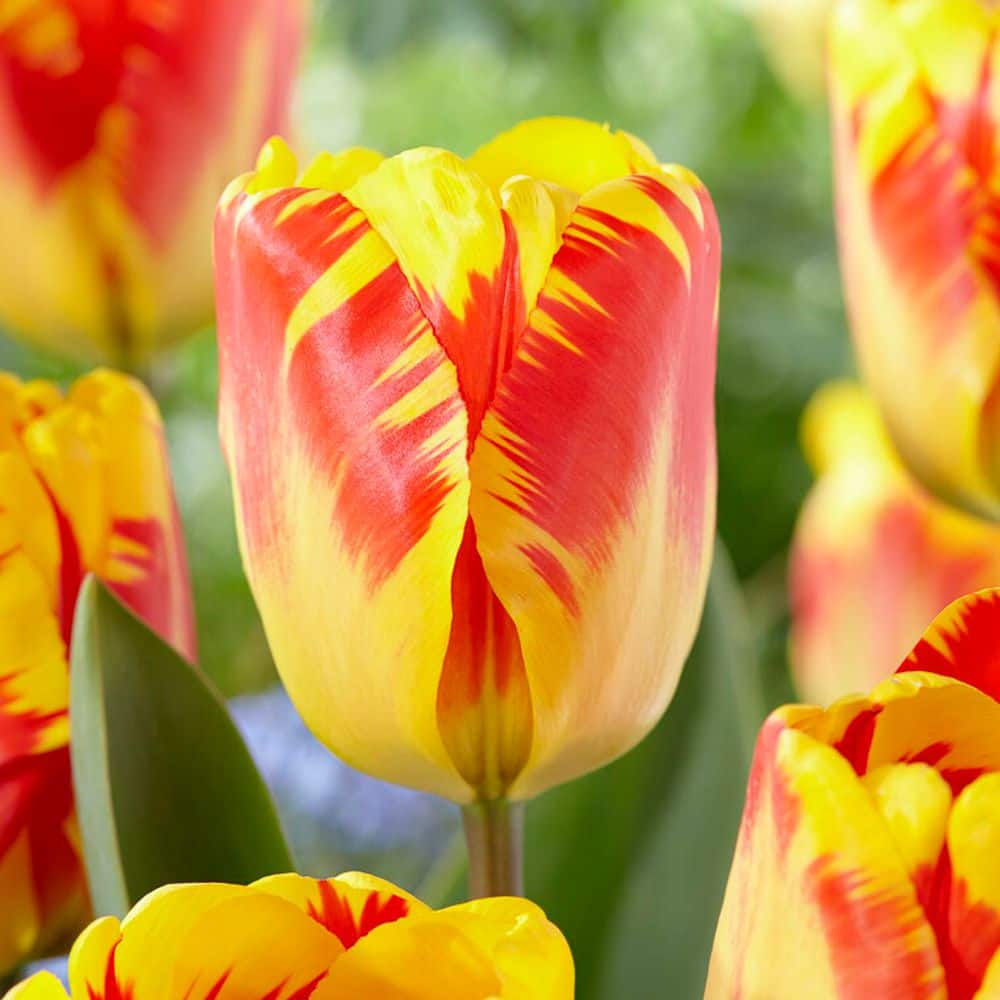 VAN ZYVERDEN Tulips Banja Luka (Set of 12) Bulbs 88036 - The Home Depot