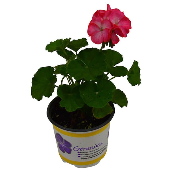 4 in. Pink Seed Geranium Plant 600013 - The Home Depot