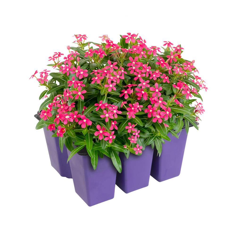 Vigoro 306 Pack Catharanthus Soiree Kawaii Coral Annual Plant With Pink ...