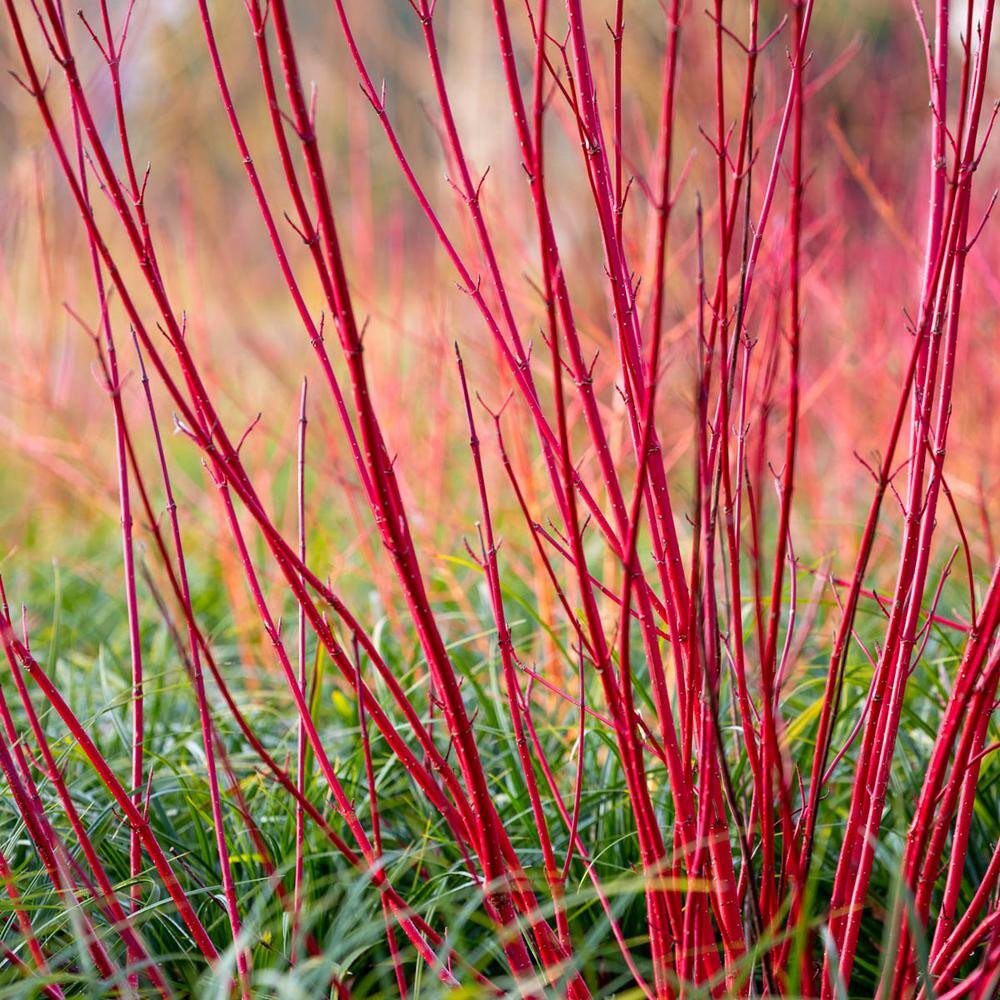 Gardens Alive! Red Twig 12 in. to 18 in. Tall Dogwood (Cornus), Live ...