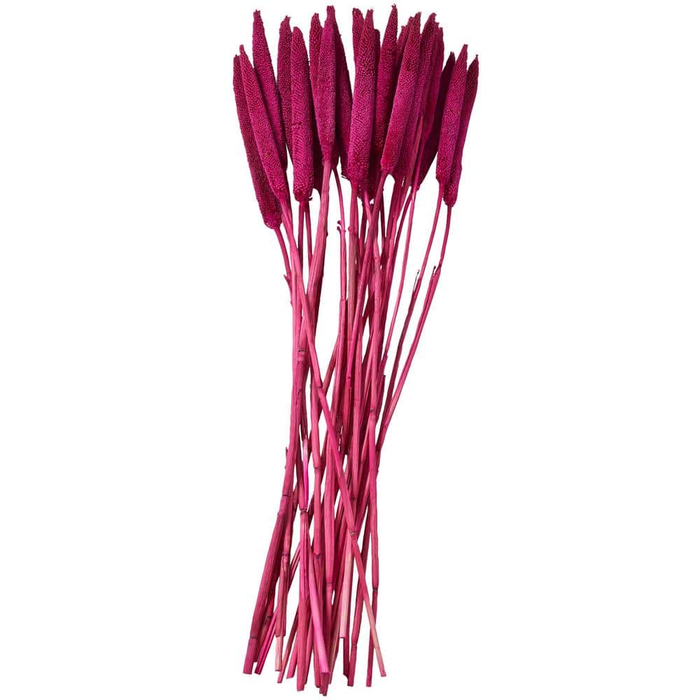 Litton Lane 20 in. Bunny Tail Natural Foliage with Long Stems (1 Bundle ...