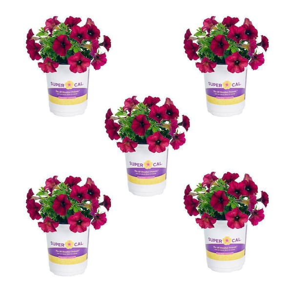 SUPERCAL #11 Select Hanging Basket Supercal Petunia Plant with Red ...