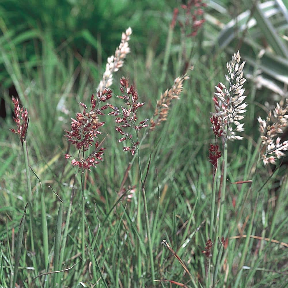 Vigoro 1 Gal. Melinis Ruby Grass Perennial Plant with Pink Flowers ...