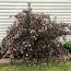 Online Orchards 3-in-1 Cherry Jubilee Tree Bare Root CBCH003 - The Home ...