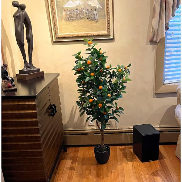 Indoor Orange Tree