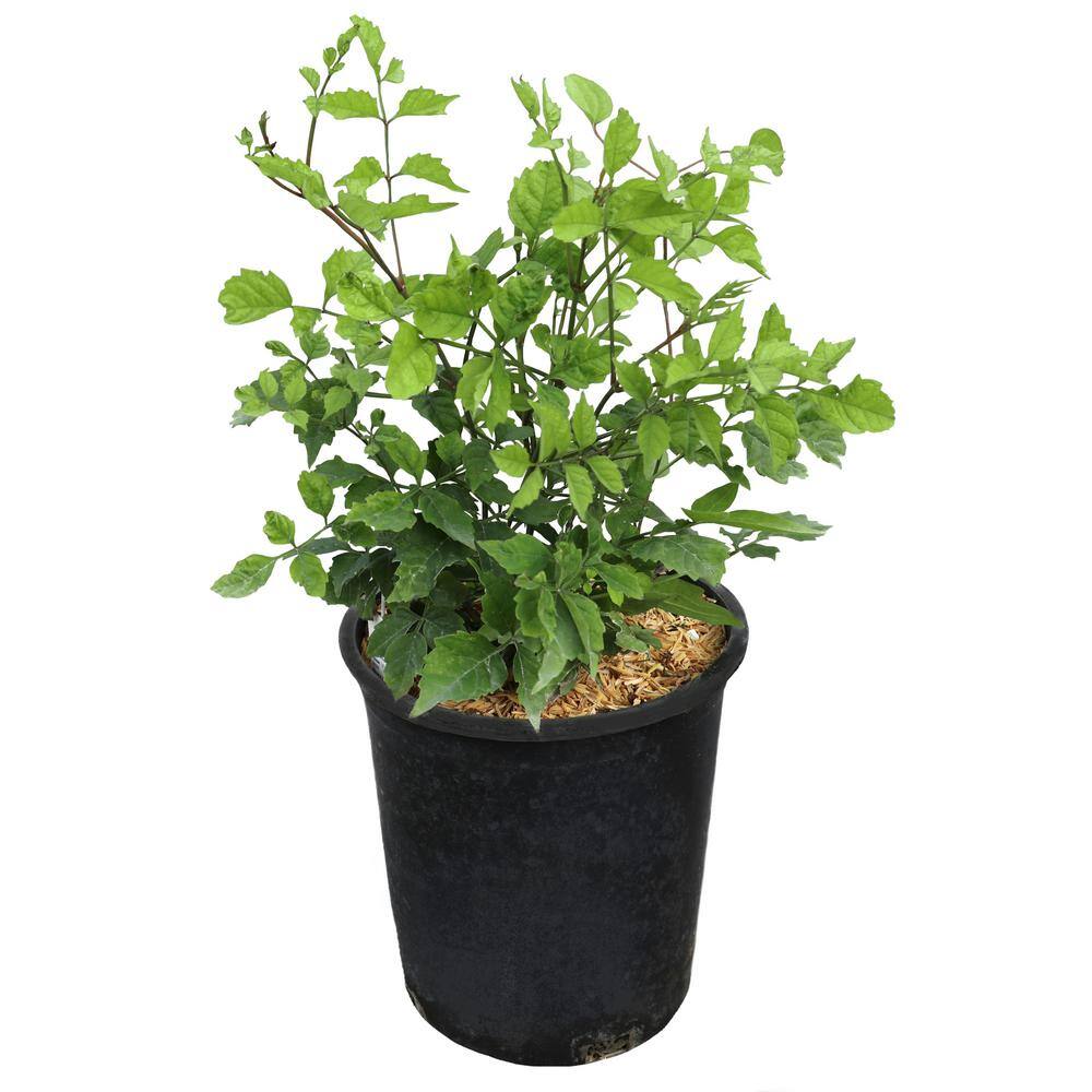 national PLANT NETWORK 1 qt. Clematis Rouge Cardinal Perennial Plant ...
