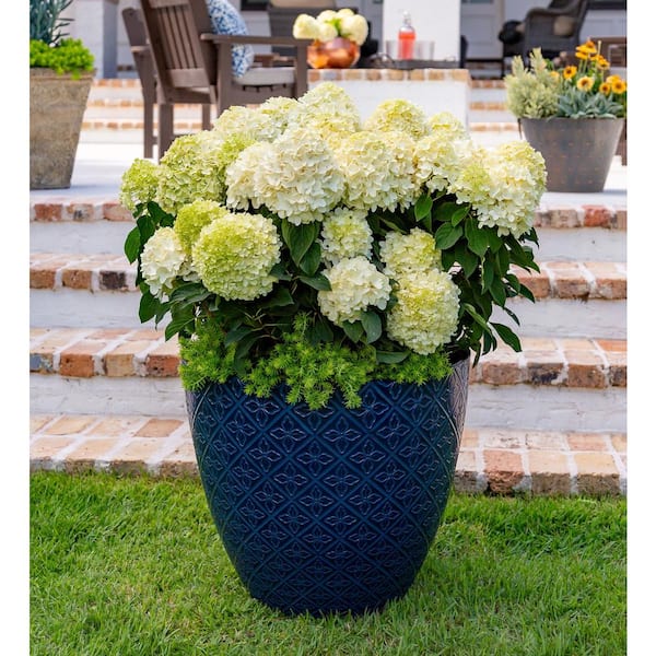 SOUTHERN LIVING 2 Gal. White Wedding Hydrangea Shrub with White Conical ...