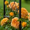 Spring Hill Nurseries 3 Gal. Pot, Golden Opportunity Climbing Rose ...